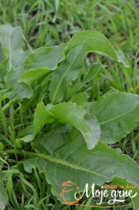 Šnicle od zelja, tikvica i bajatog hleba iz Multi Cooker aparata